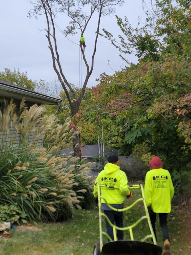 Gallery | KC Tree Specialist